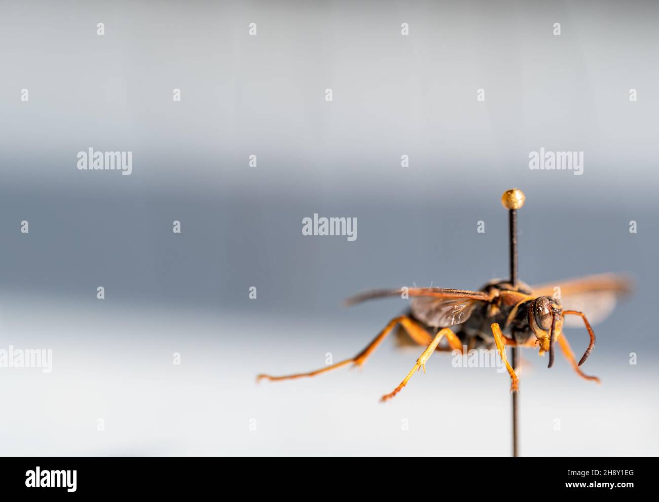 Selective focus on pinned paper wasp insect suspended over a blank ...
