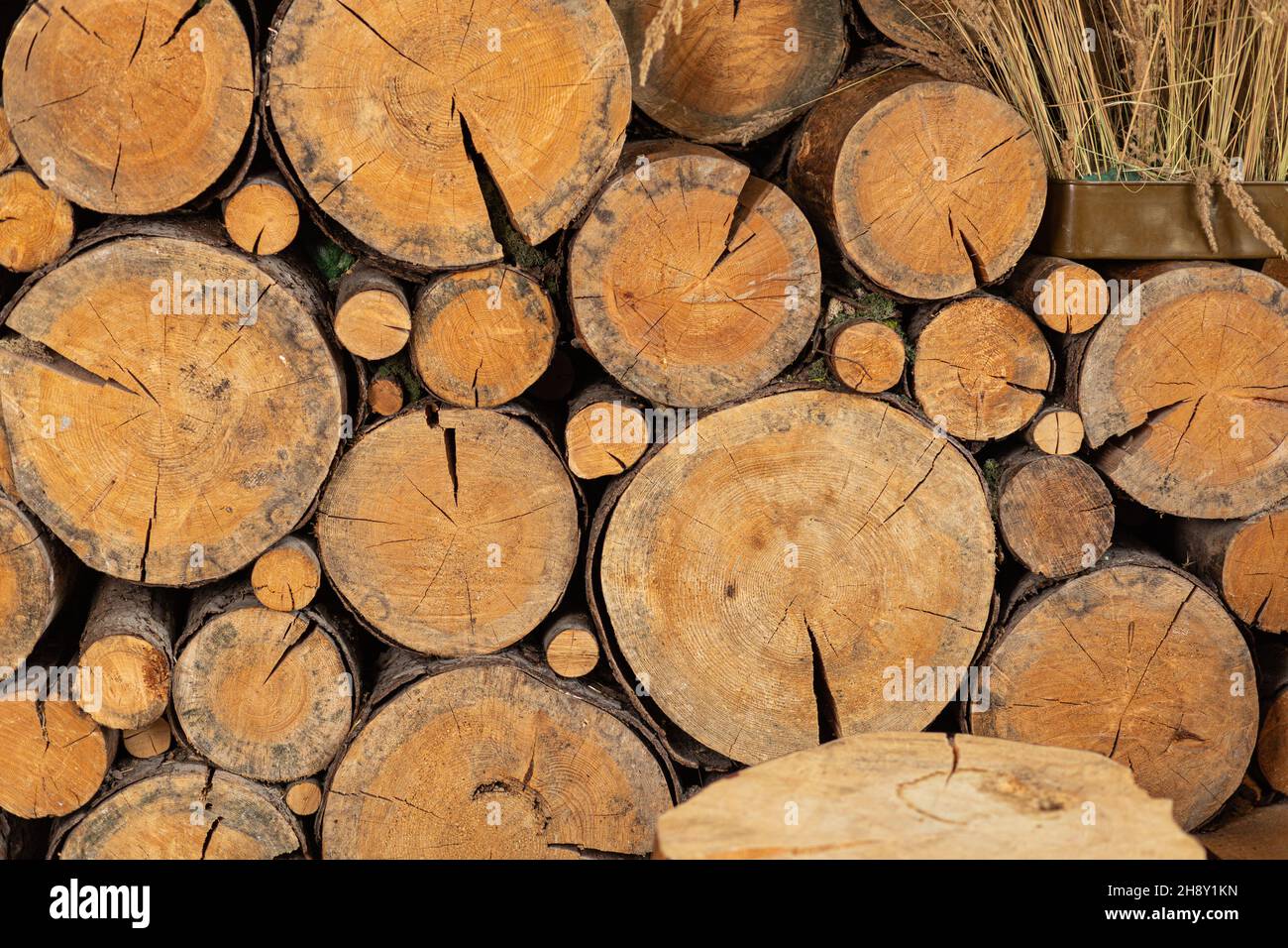 The background consists of round cross-cut trees of large diameter ...