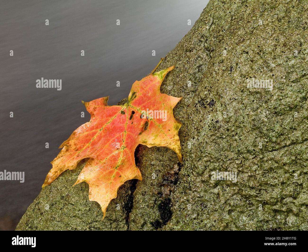 Moving leaves in slow motion hi-res stock photography and images - Alamy