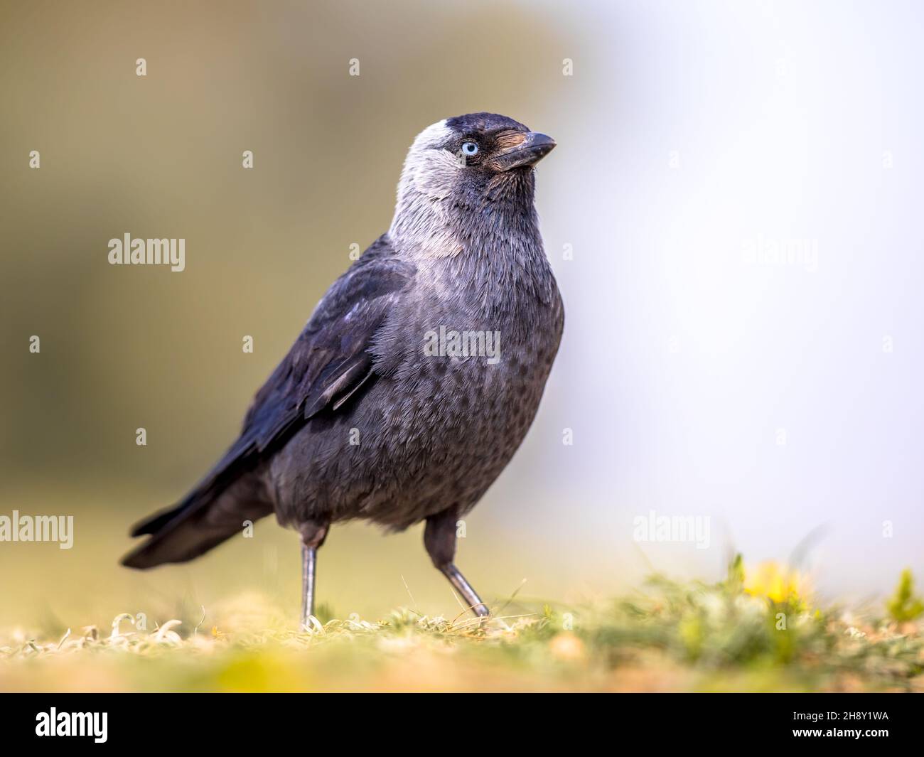 Western jackdaw (Coloeus monedula) walking and looking for food on ...