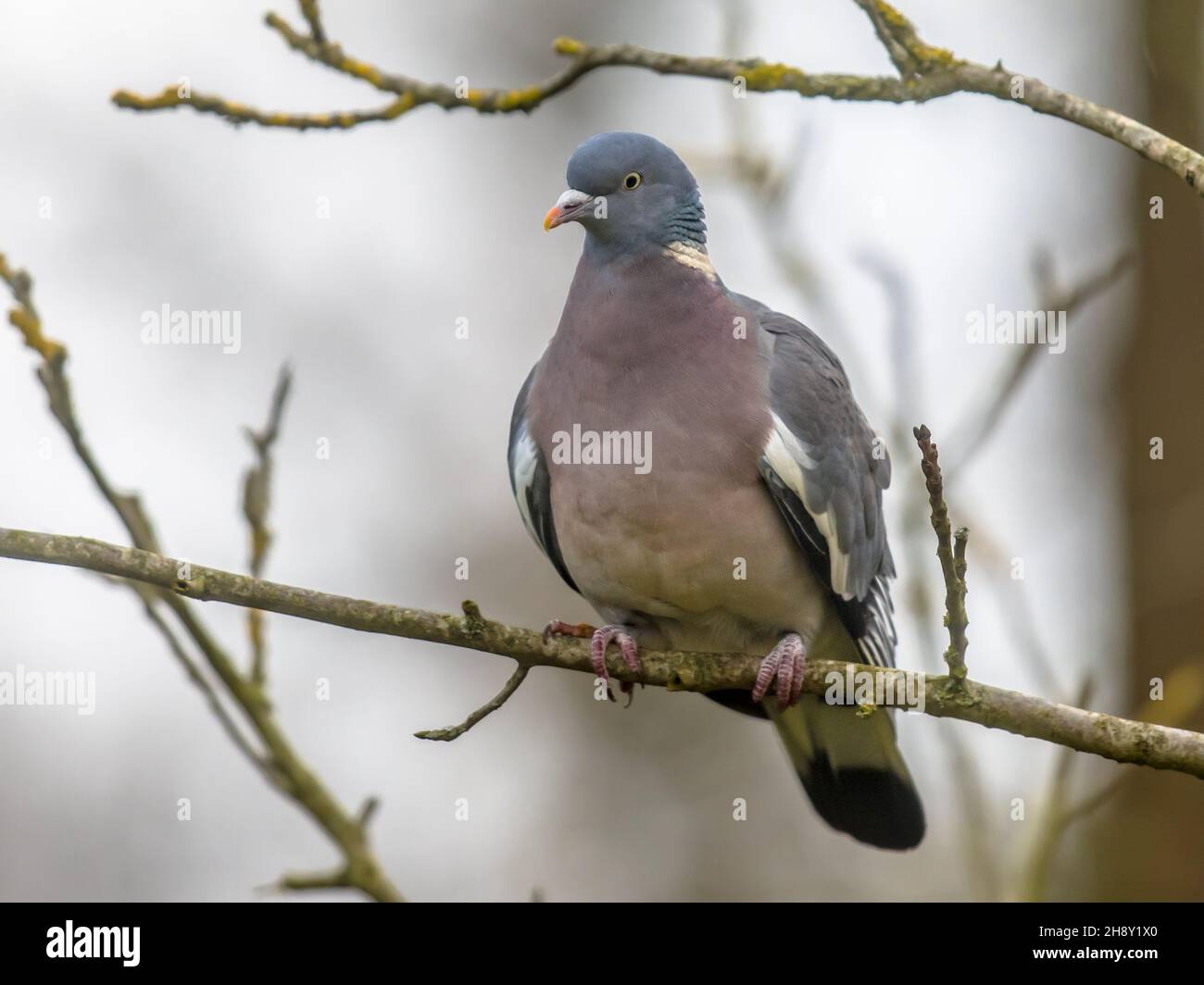 Woodpigeon columba palumbus on a tree hi-res stock photography and ...