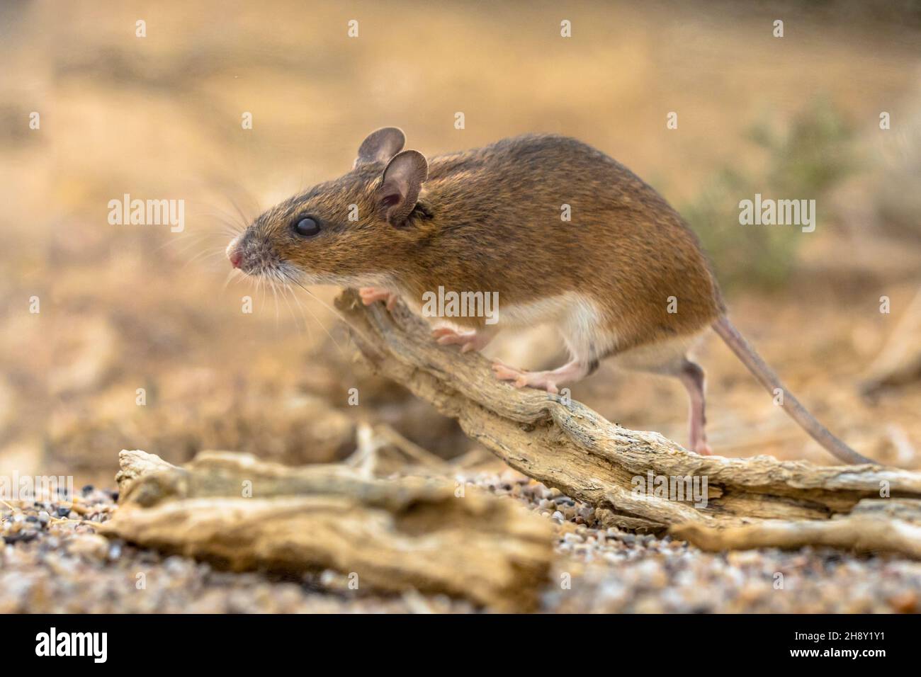 yellow-necked mouse (Apodemus flavicollis) walking on log and looking ...