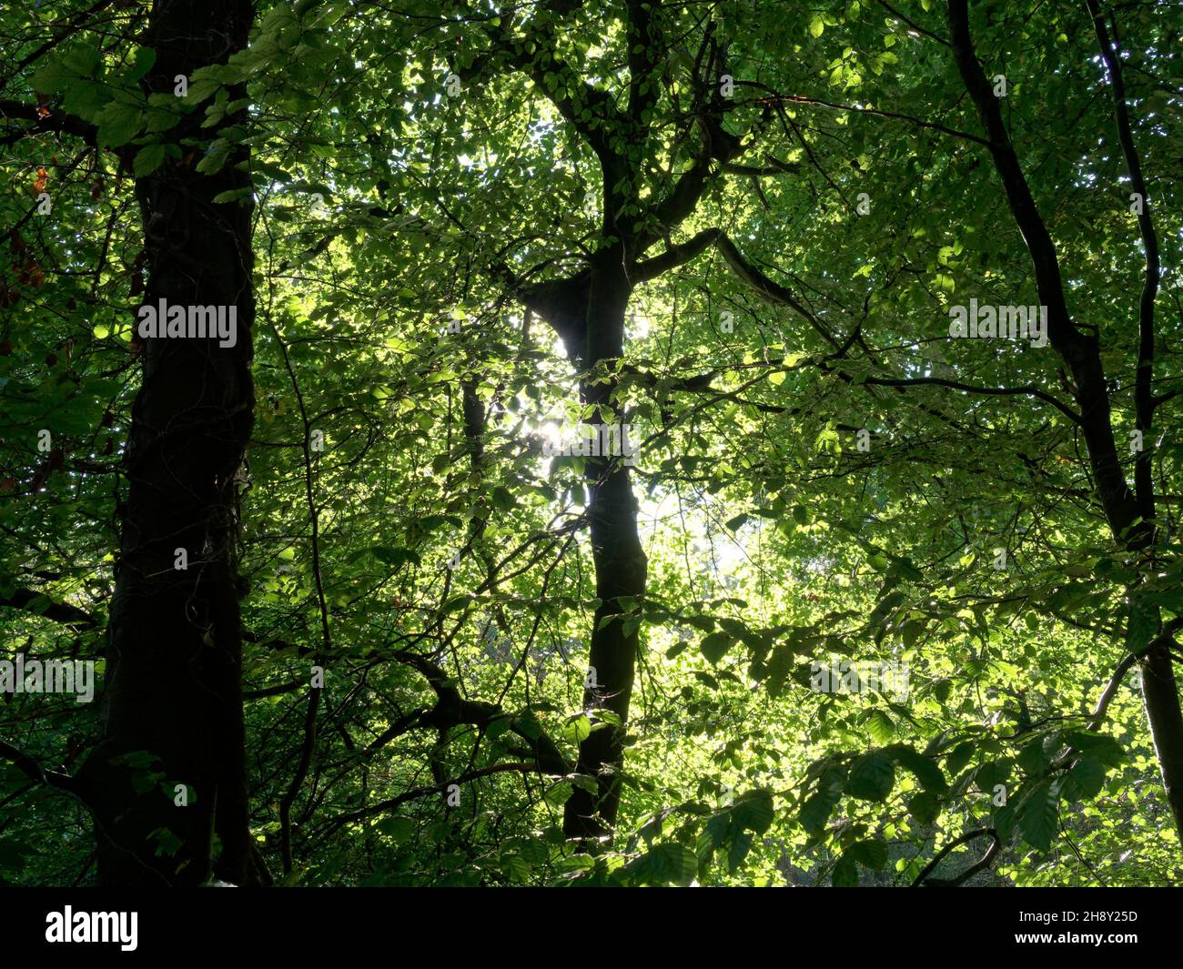 Woodland, Henley-on-Thames, Oxfordshire, England, UK Stock Photo - Alamy