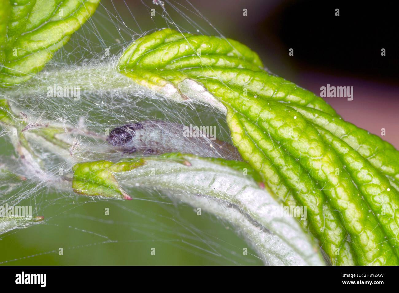 Caterpillar of Archips rosana (Cacoecia) the rose tortrix Tortricidae ...