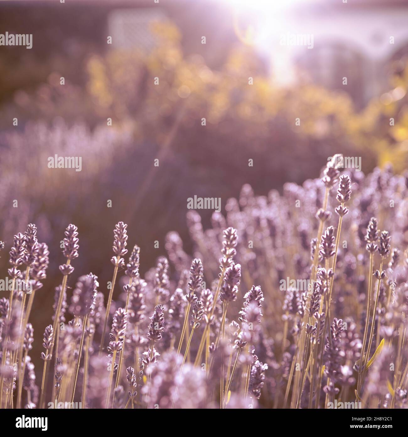 closeup of Lavender flower field at sunset rays Stock Photo - Alamy
