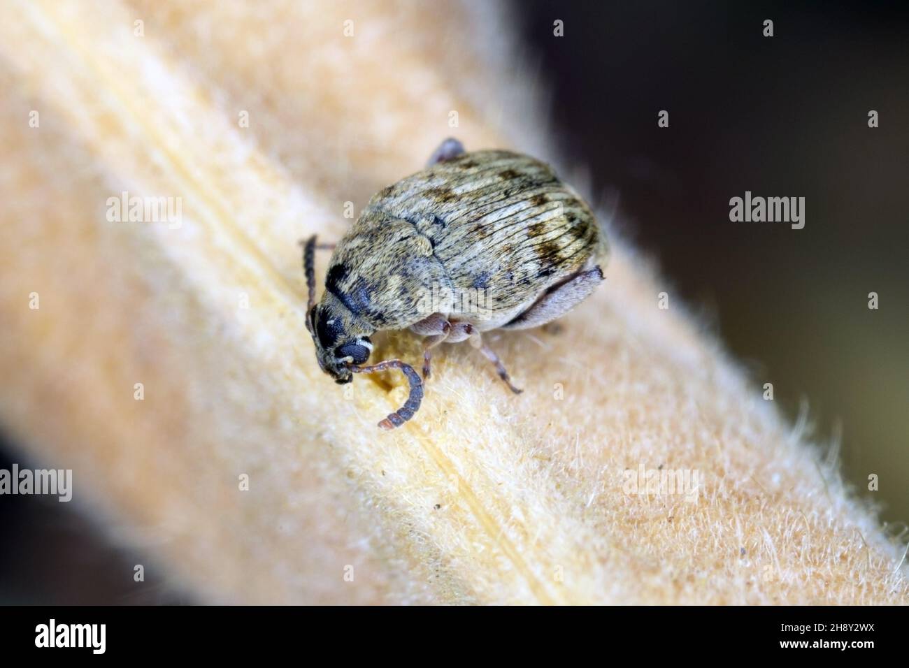 Seed beetles hi-res stock photography and images - Alamy