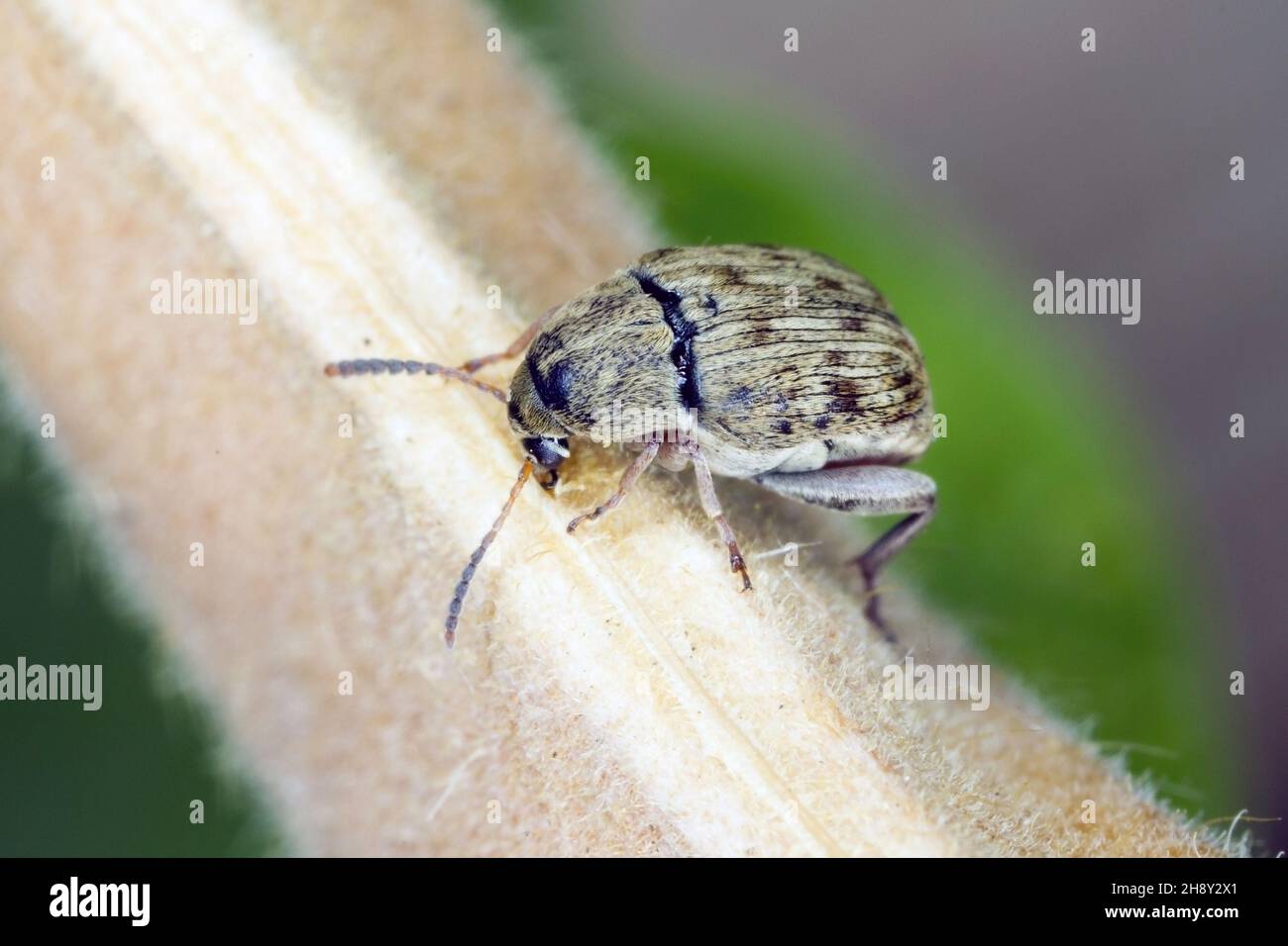 Bruchidae hi-res stock photography and images - Alamy
