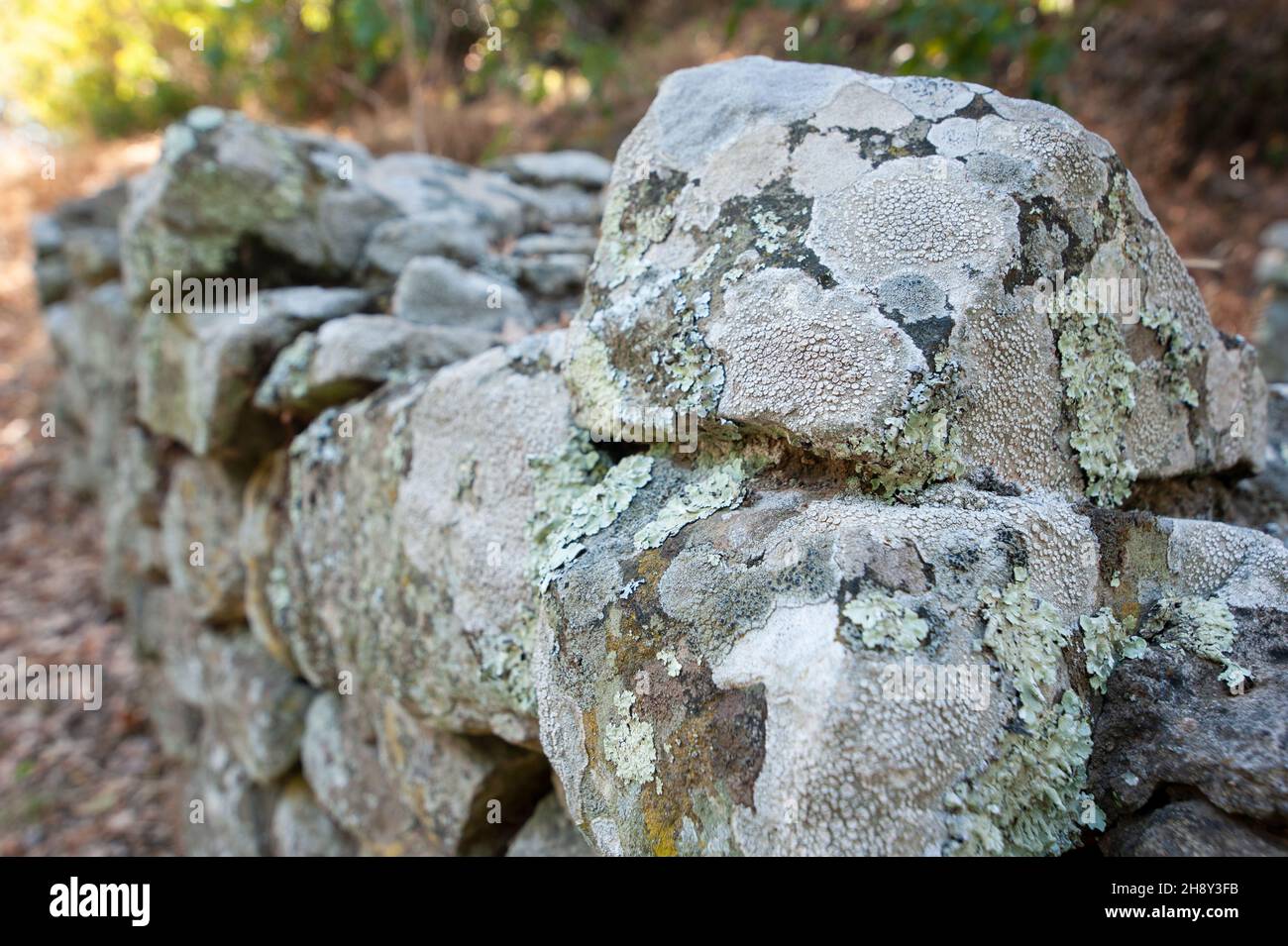 A lichen is a composite organism that arises from algae or ...