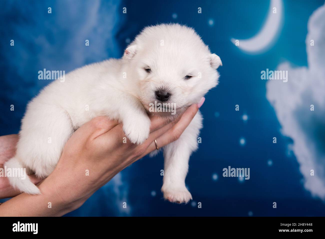 White fluffy small Samoyed puppy dog on hands Stock Photo - Alamy