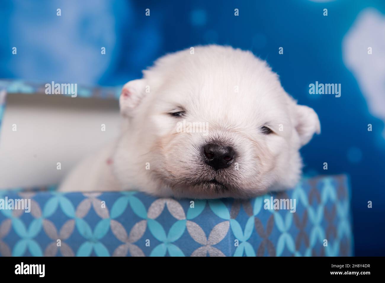 White fluffy small Samoyed puppy dog in a gift box Stock Photo - Alamy