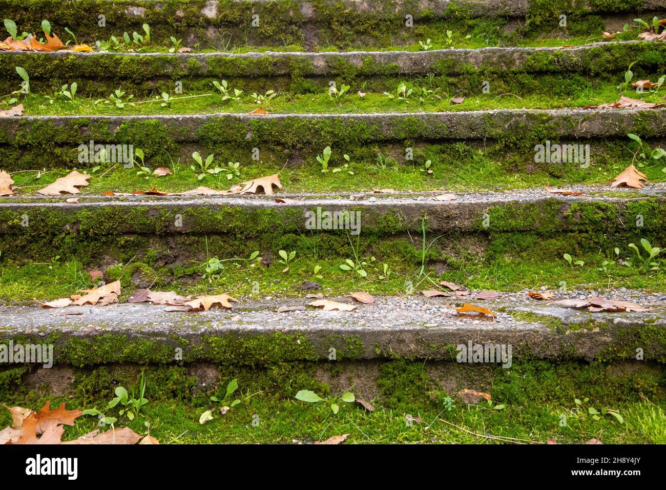 Steps covered in moss and grass hi-res stock photography and images - Alamy