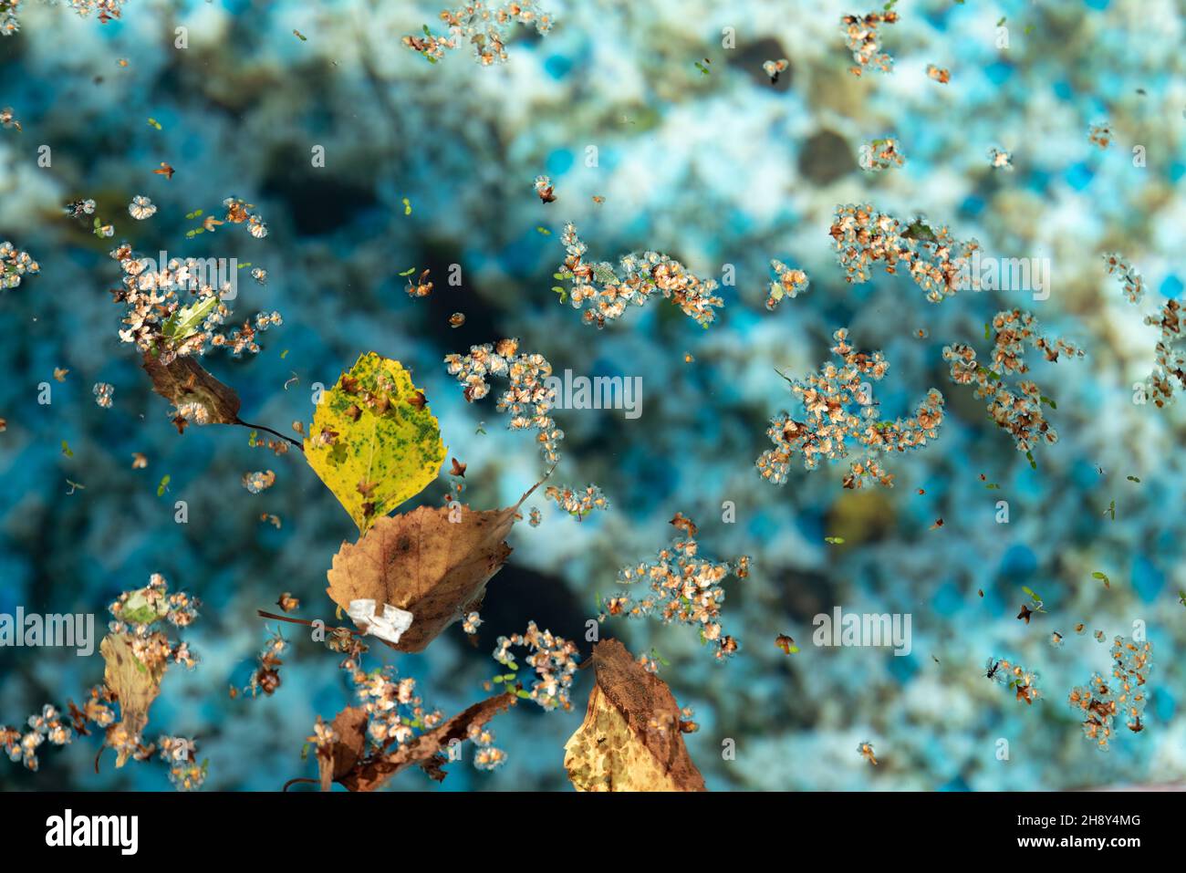 Polluted pool. Leaves and seeds of trees in the water. Autumn on the ...