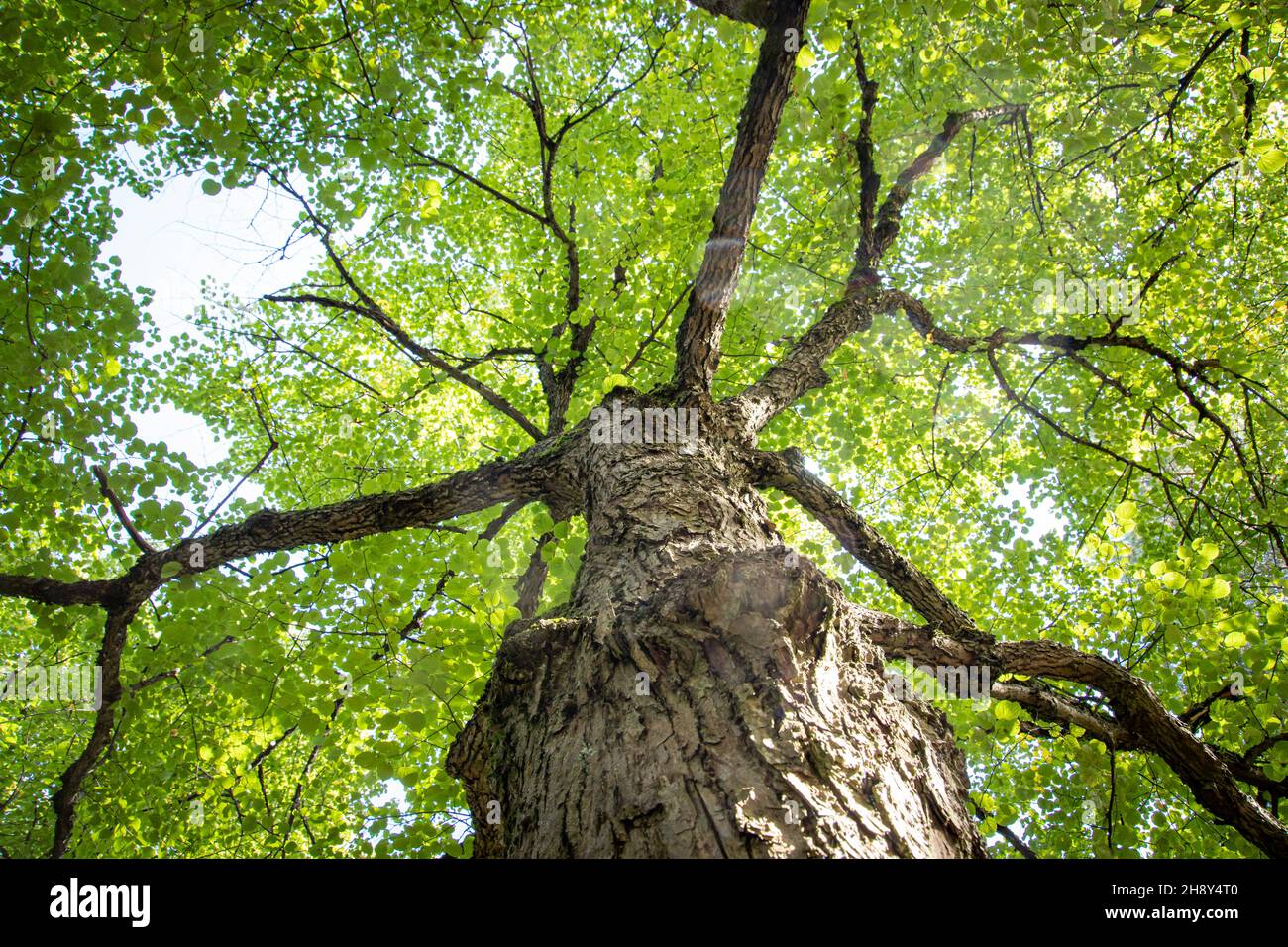 Low angle shot of a tall tree with long branches of green leaves Stock ...