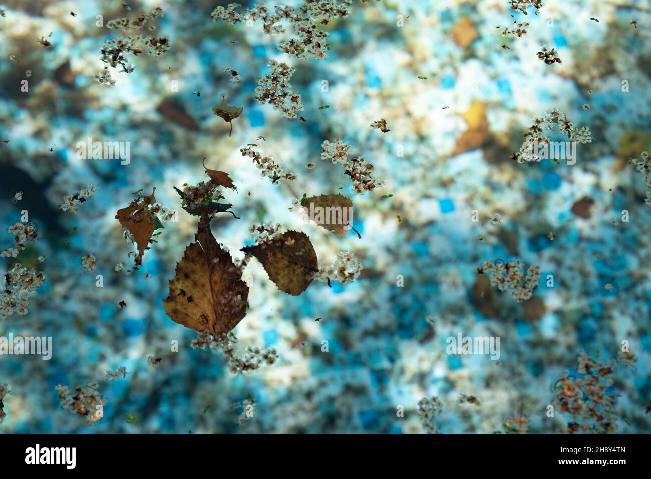 Polluted pool. Leaves and seeds of trees in the water. Autumn on the ...