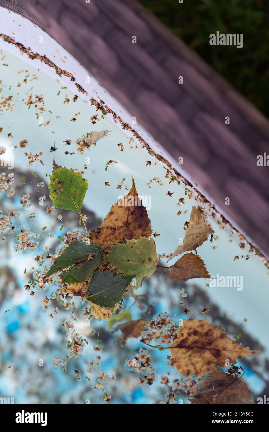 Polluted pool. Leaves and seeds of trees in the water. Autumn on the ...
