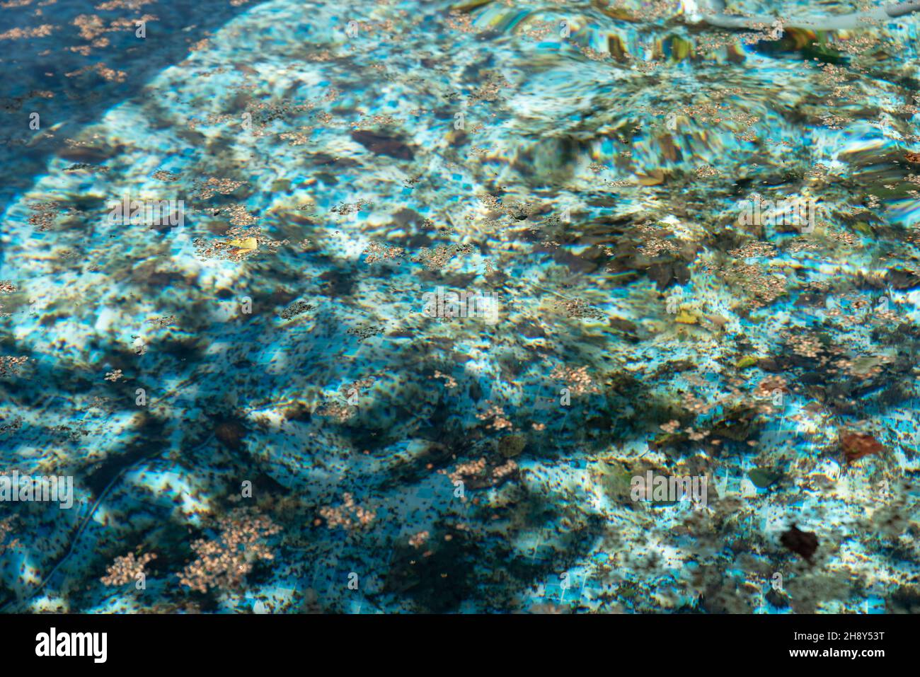 Polluted pool. Leaves and seeds of trees in the water. Autumn on the ...