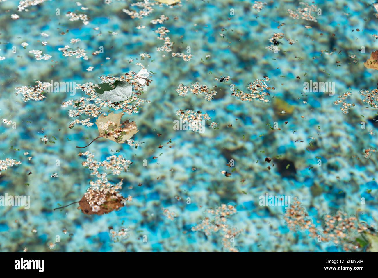 Polluted pool. Leaves and seeds of trees in the water. Autumn on the ...