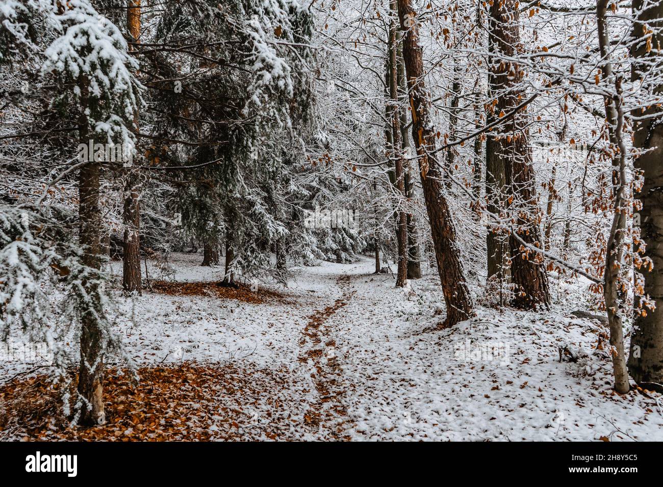 Silence forest hi-res stock photography and images - Alamy