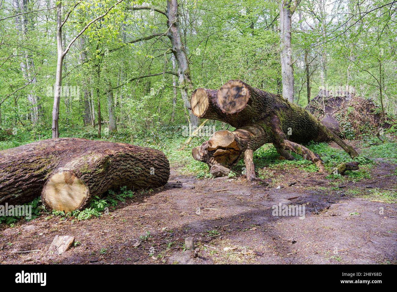 Logging. Stumps of felled trees. Trunk of a felled tree. Cut down trees ...