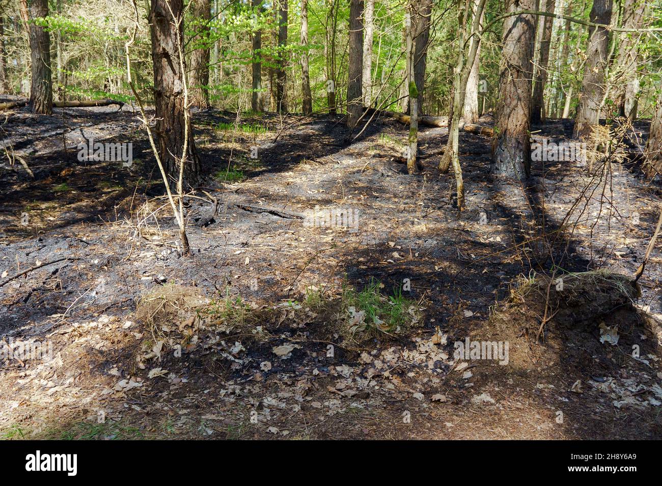 Burnt forest. The forest after the fire. Ashes and blackened trees ...