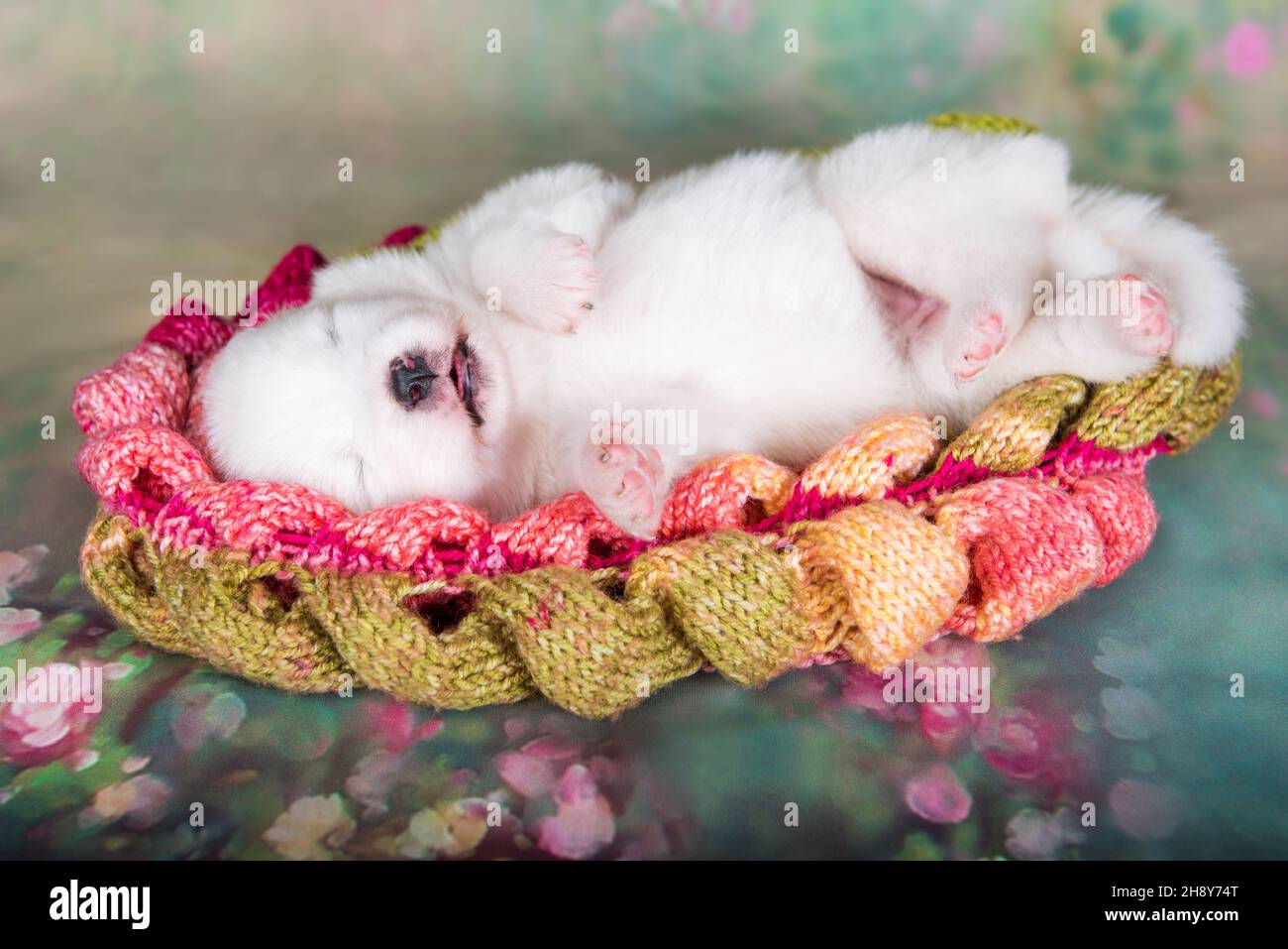 White fluffy Samoyed puppy dog on knitted scarf Stock Photo - Alamy
