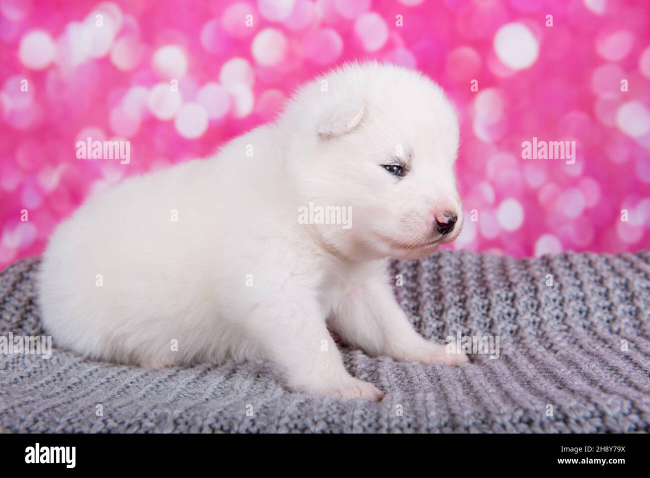 White fluffy small Samoyed puppy on gray knitted wrap Stock Photo - Alamy