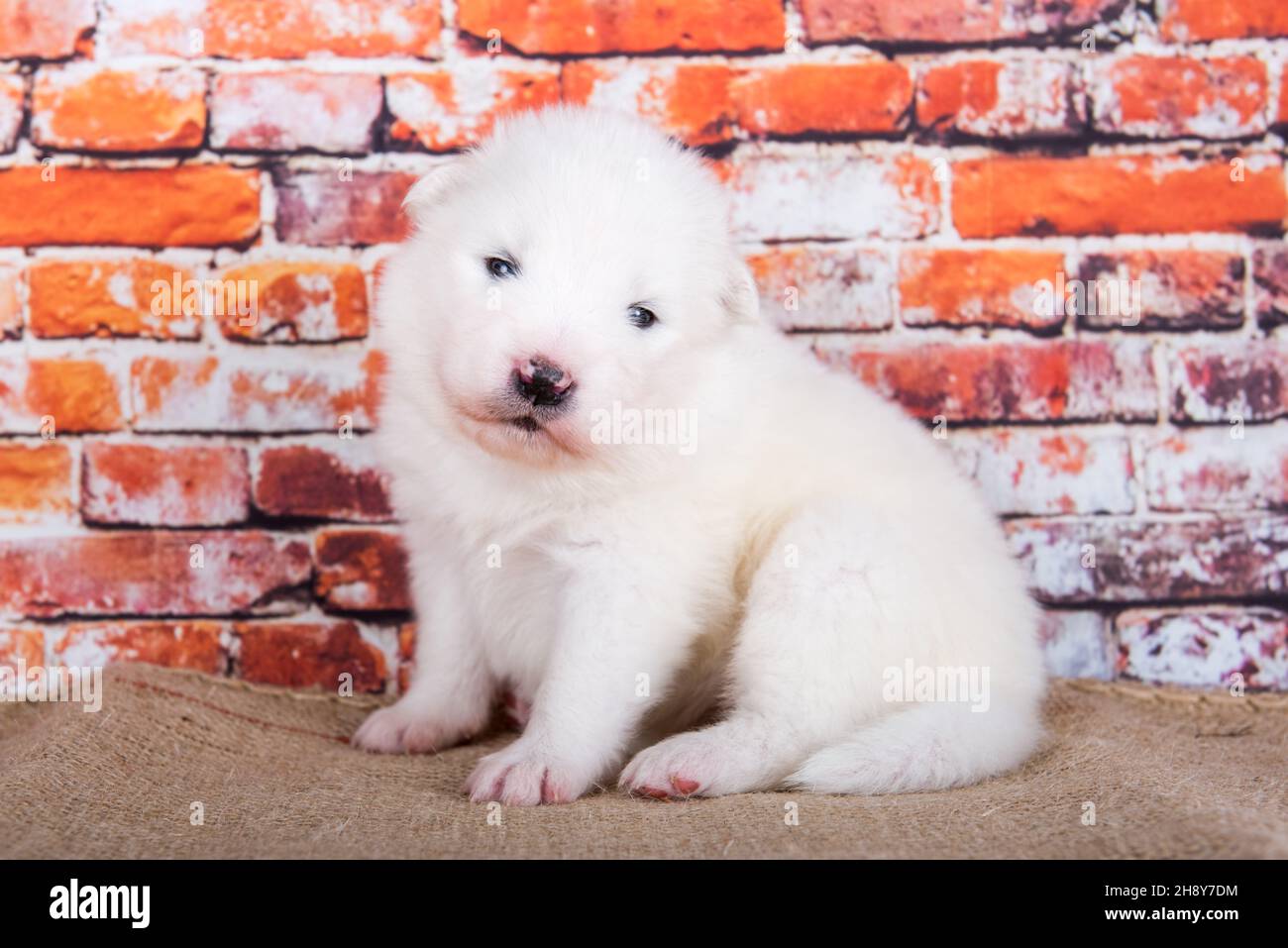 Small two weeks age old cute white Samoyed puppy dog Stock Photo - Alamy