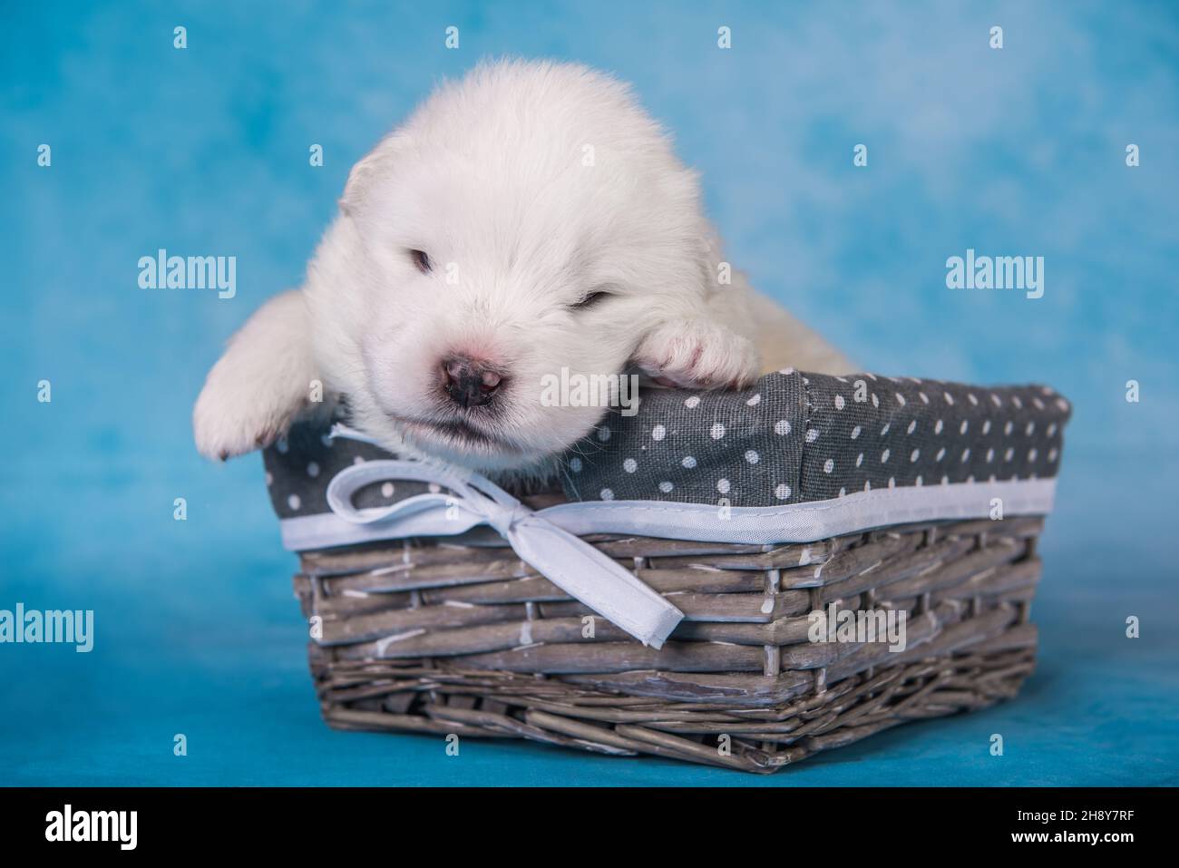 White fluffy small Samoyed puppy dog in a gift box Stock Photo - Alamy