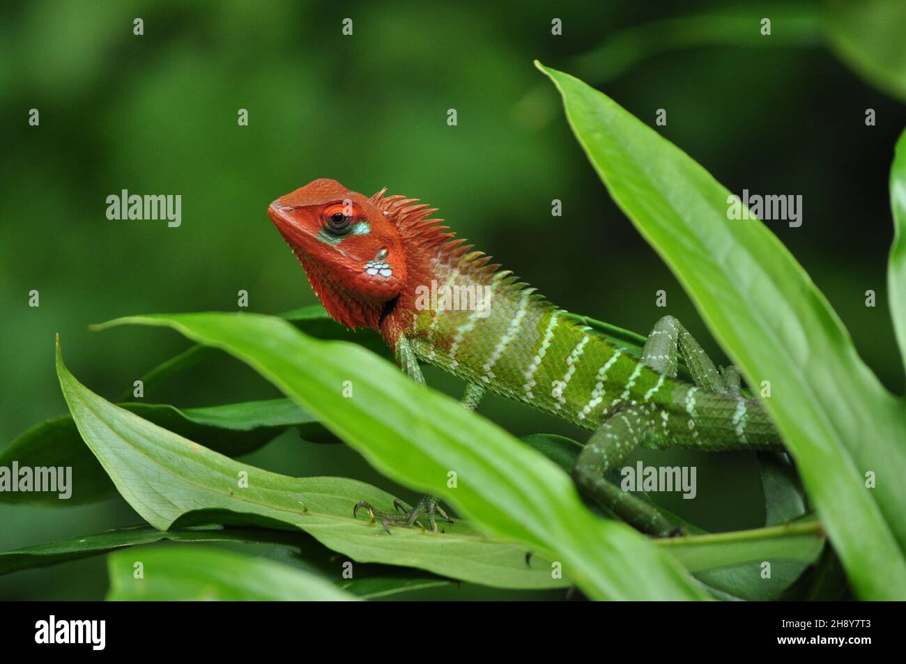 Sri lanka lizards hi-res stock photography and images - Alamy