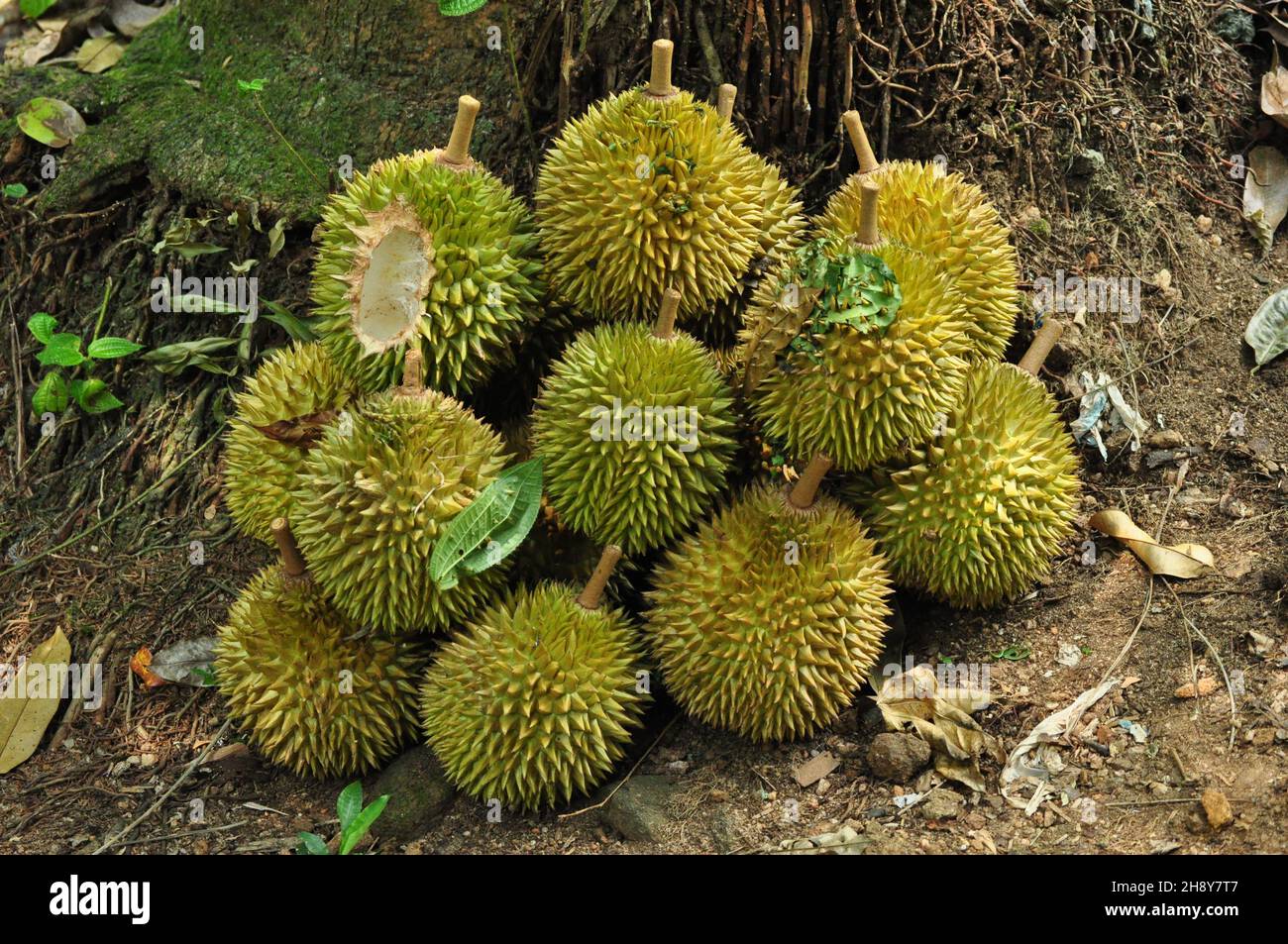 Yummy durian fruit in Sri Lanka Stock Photo - Alamy