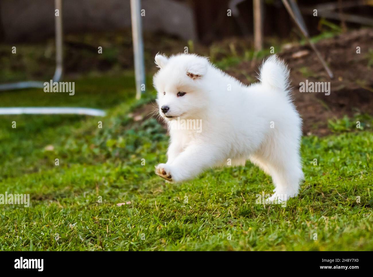 Adorable samoyed puppy running on the lawn Stock Photo - Alamy