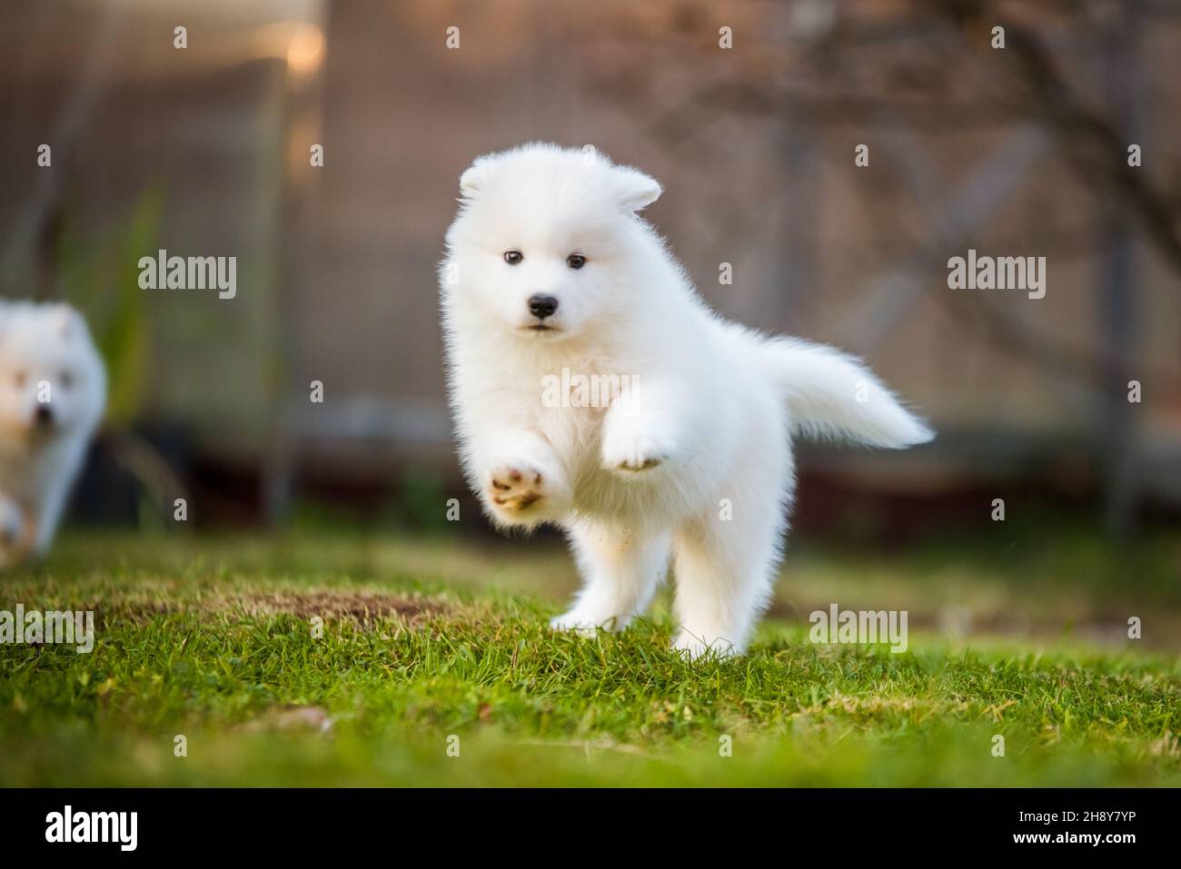 Samoyed jumping hi-res stock photography and images - Alamy
