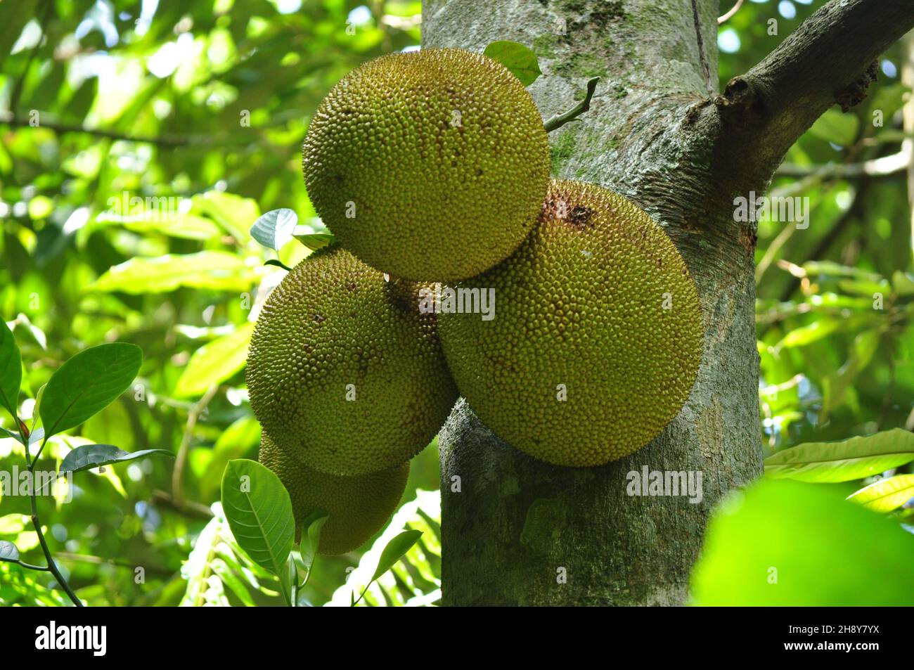 Jackfruit on a jackfruit tree in Sri Lanka Stock Photo - Alamy