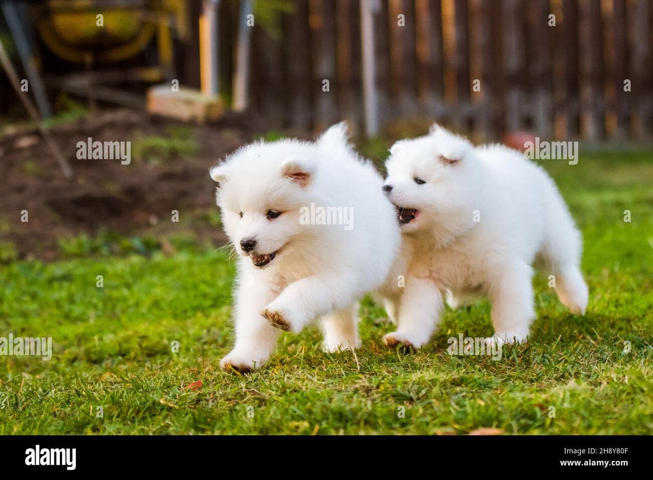 Funny fluffy white Samoyed puppies dogs are playing Stock Photo - Alamy