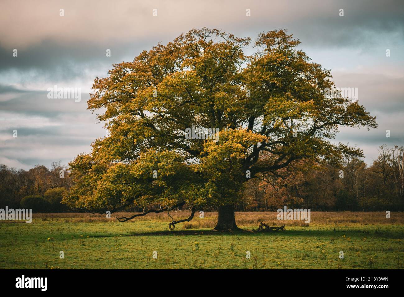 Big growing oak tree in a countryside Stock Photo - Alamy