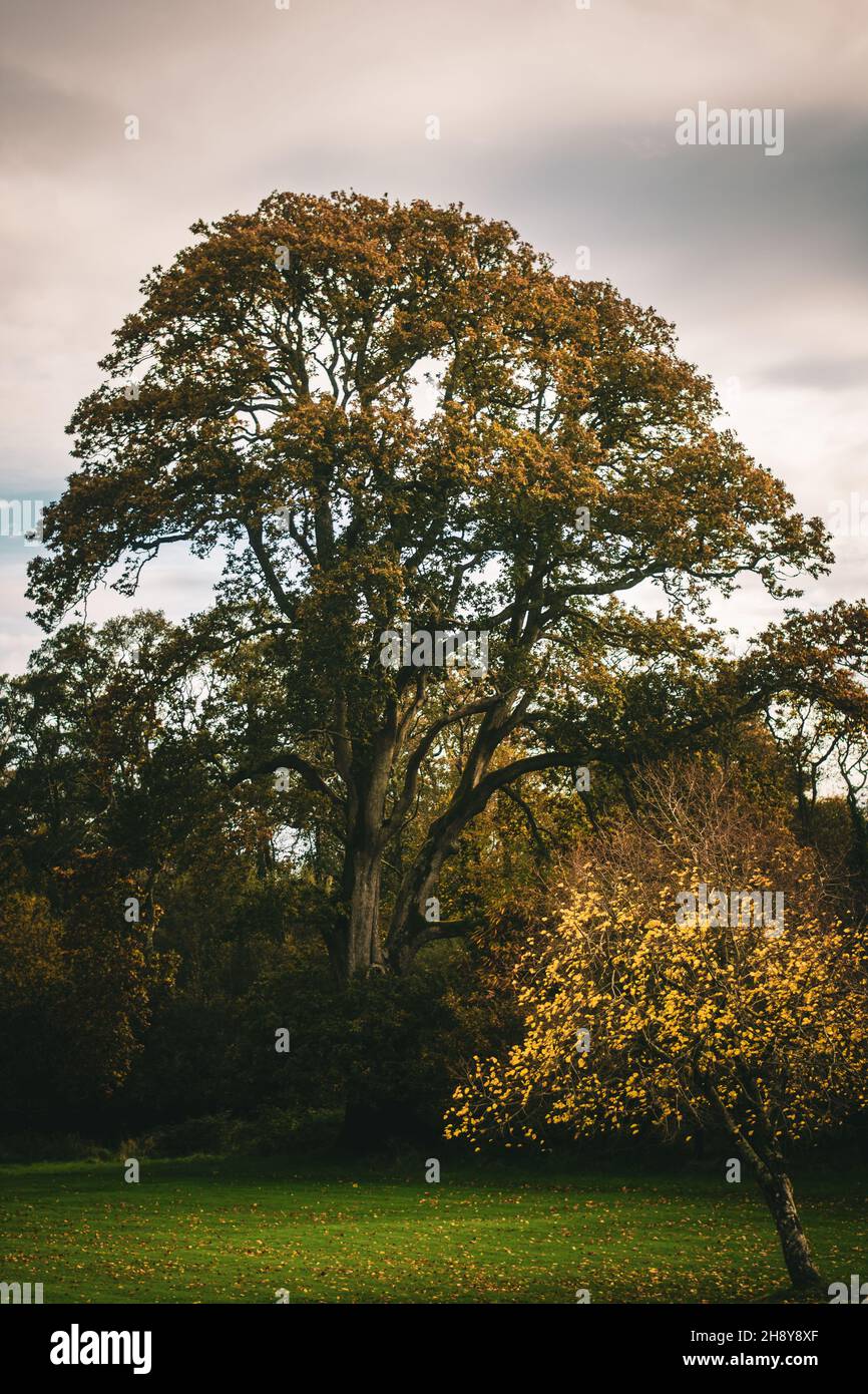 Big growing oak tree in a countryside Stock Photo - Alamy