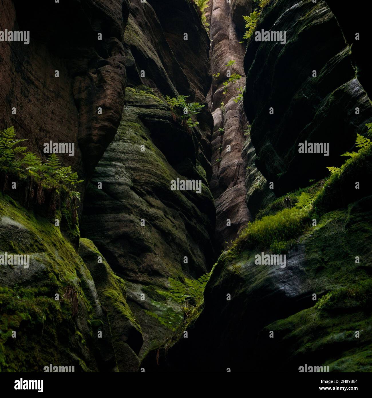 Dark rocky ravine, sandstone rock formations covered with moss and fern ...