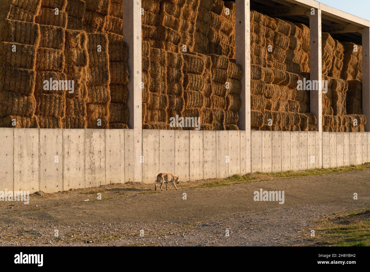 concrete structure in which straw bales are stored Stock Photo - Alamy