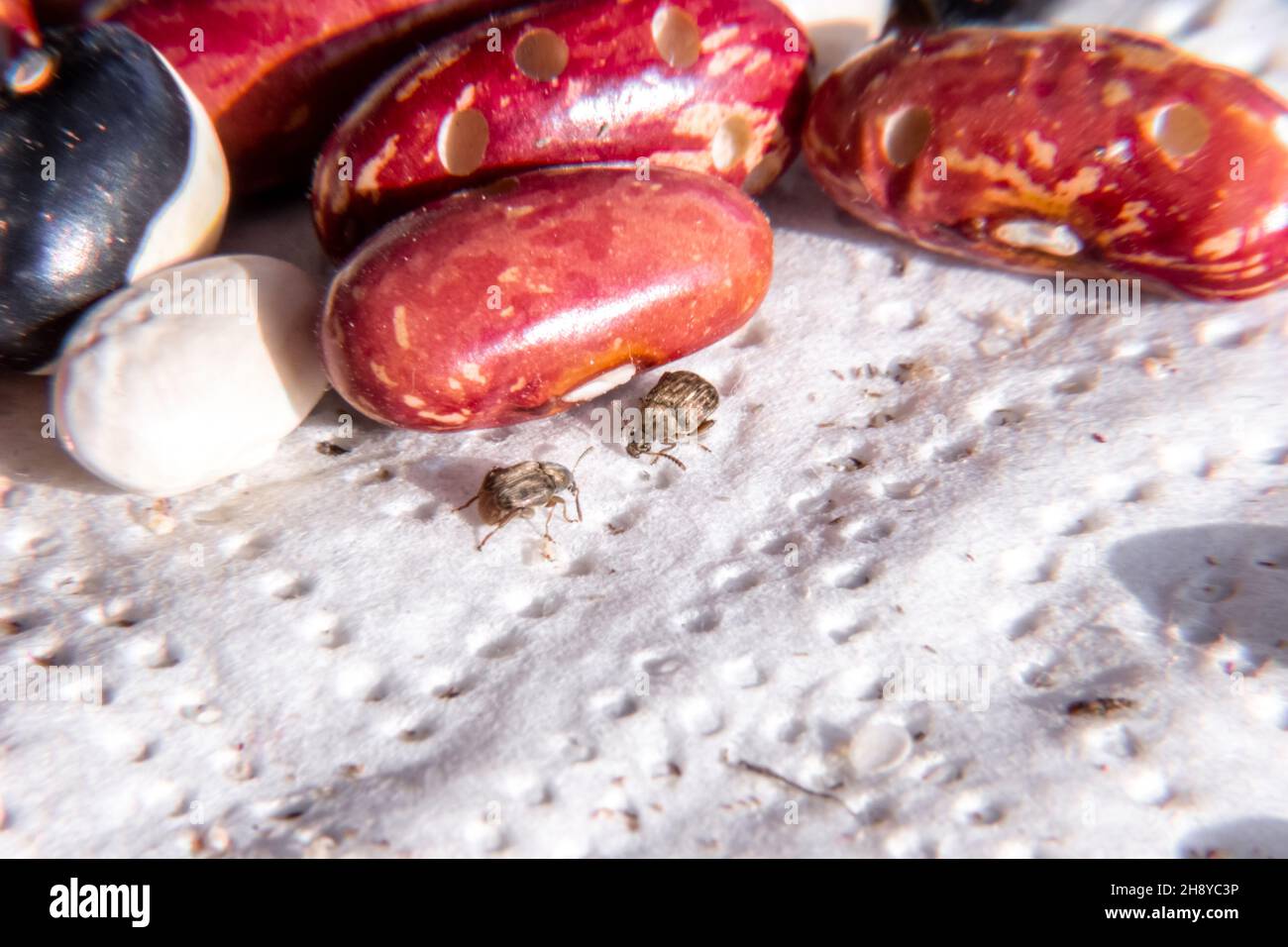 Weevil bug life cycle hi-res stock photography and images - Alamy