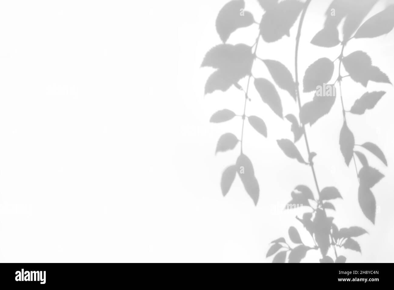 Shadow overlay effects for branding. Mockups. Scenes of natural ...