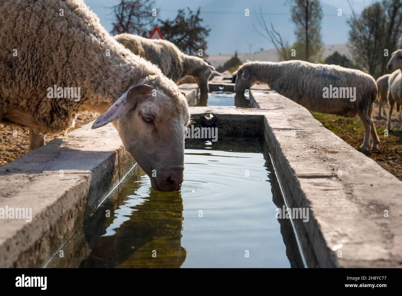 Sheep drink water from concrete trough Stock Photo - Alamy