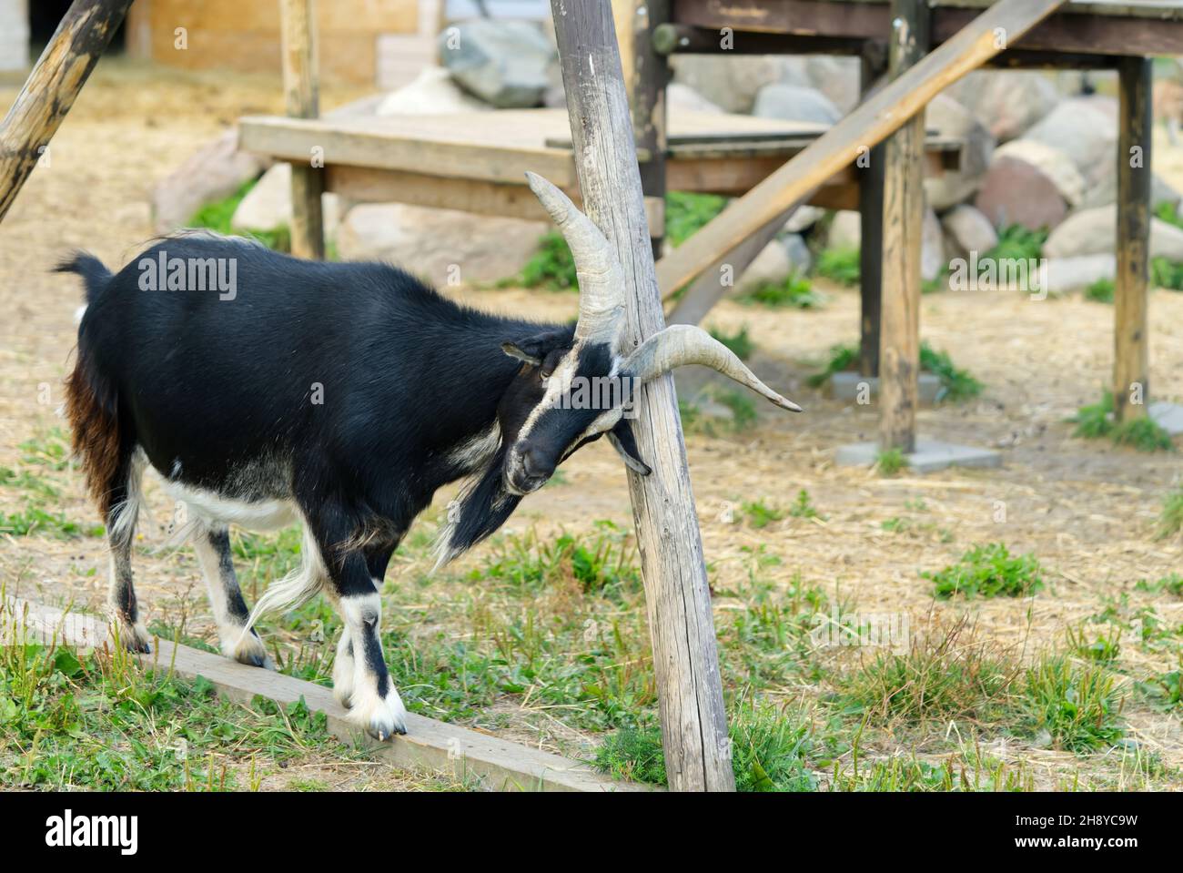 Black Goat scratches himself Stock Photo - Alamy