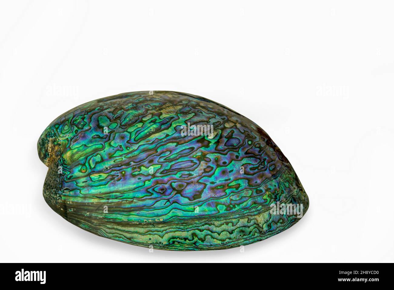 Paua shell on a white background . Paua is Maori for abalone Stock ...