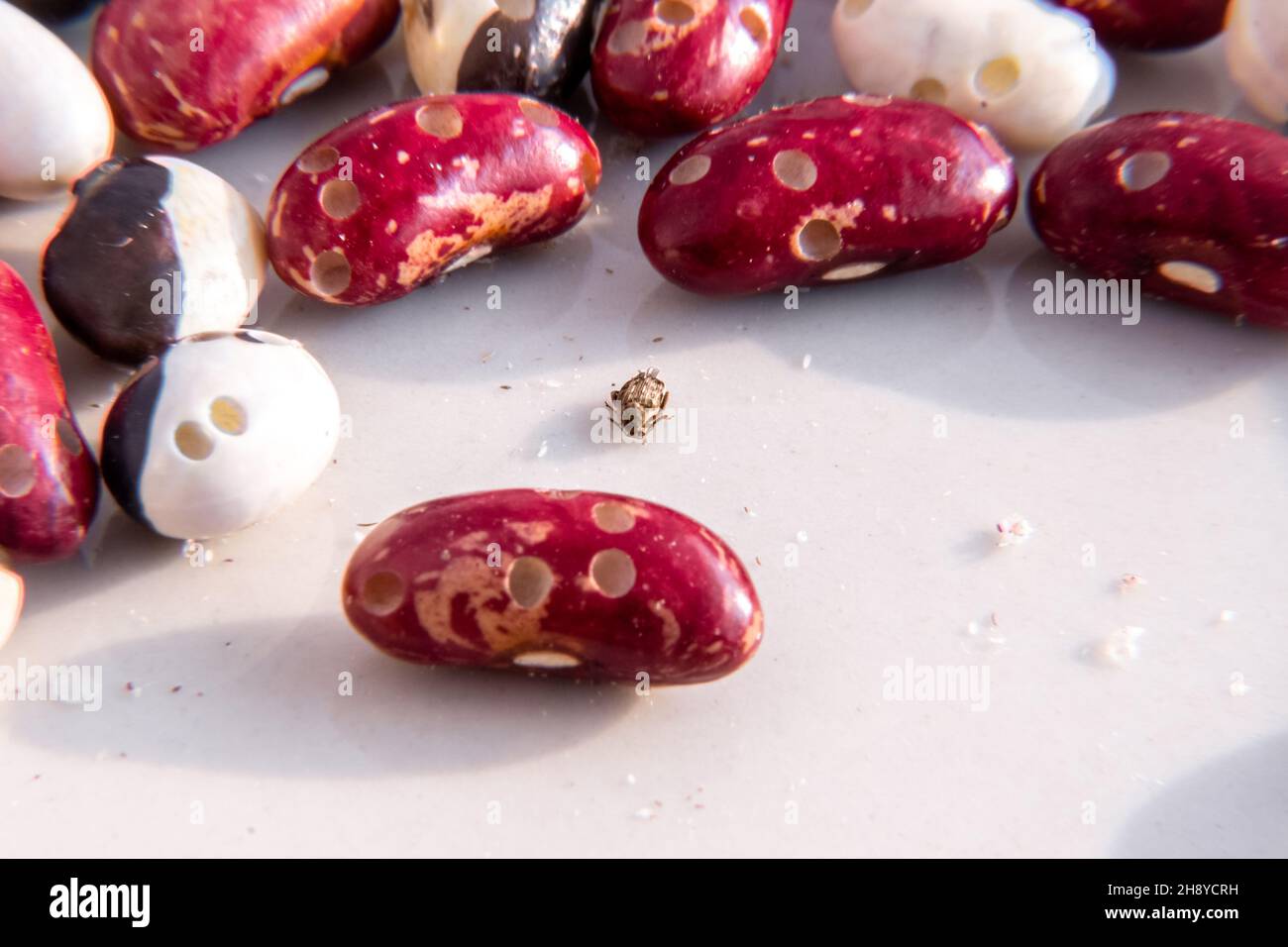 Pests of legumes cultures hi-res stock photography and images - Alamy
