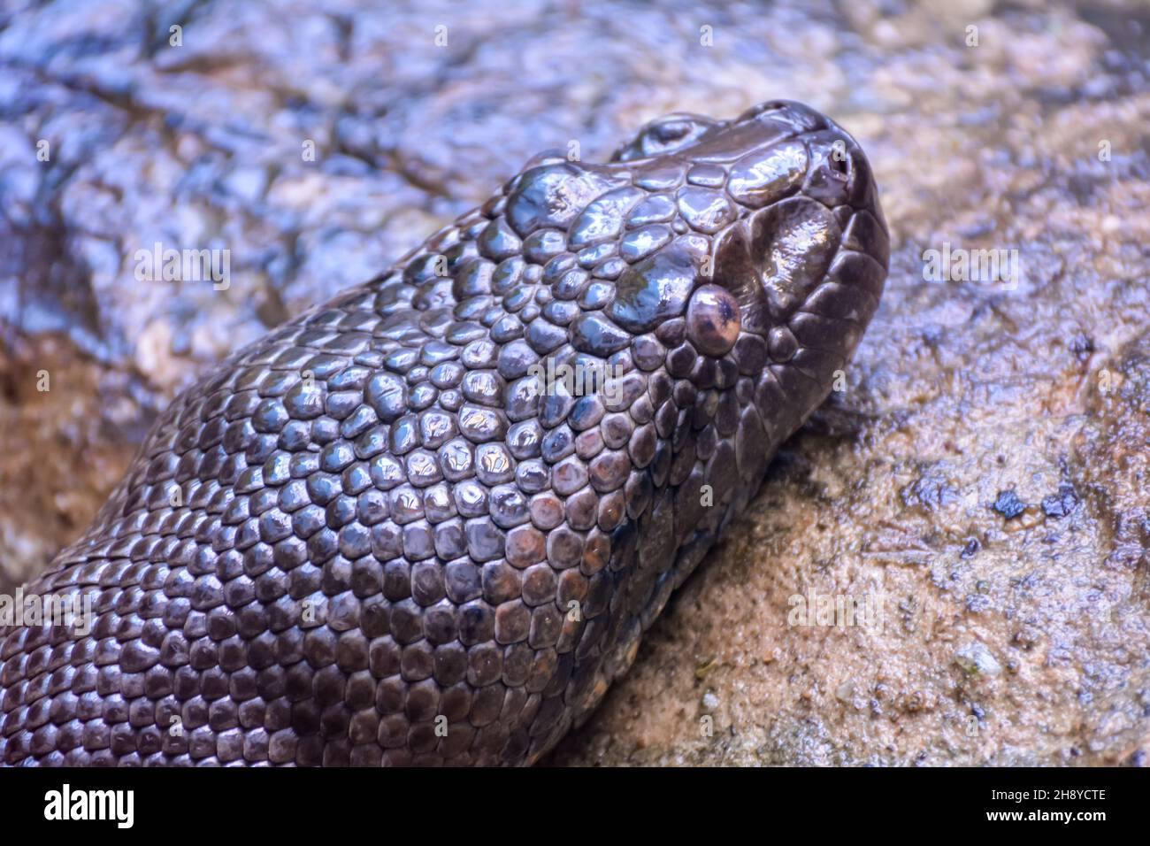 Green anaconda hi-res stock photography and images - Alamy