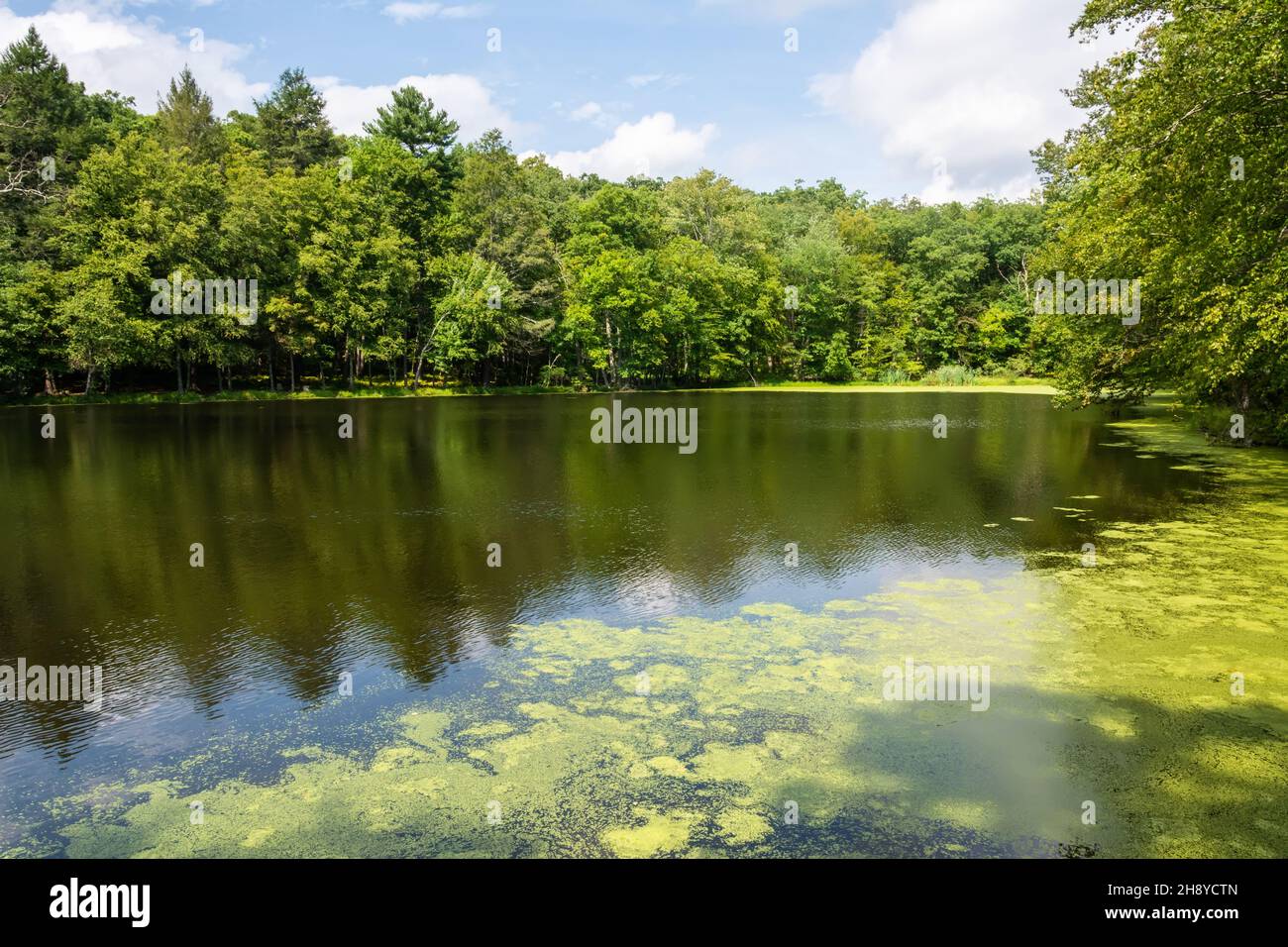 Pond along the Bushkill Falls Trail in Pennsylvania, United States of ...