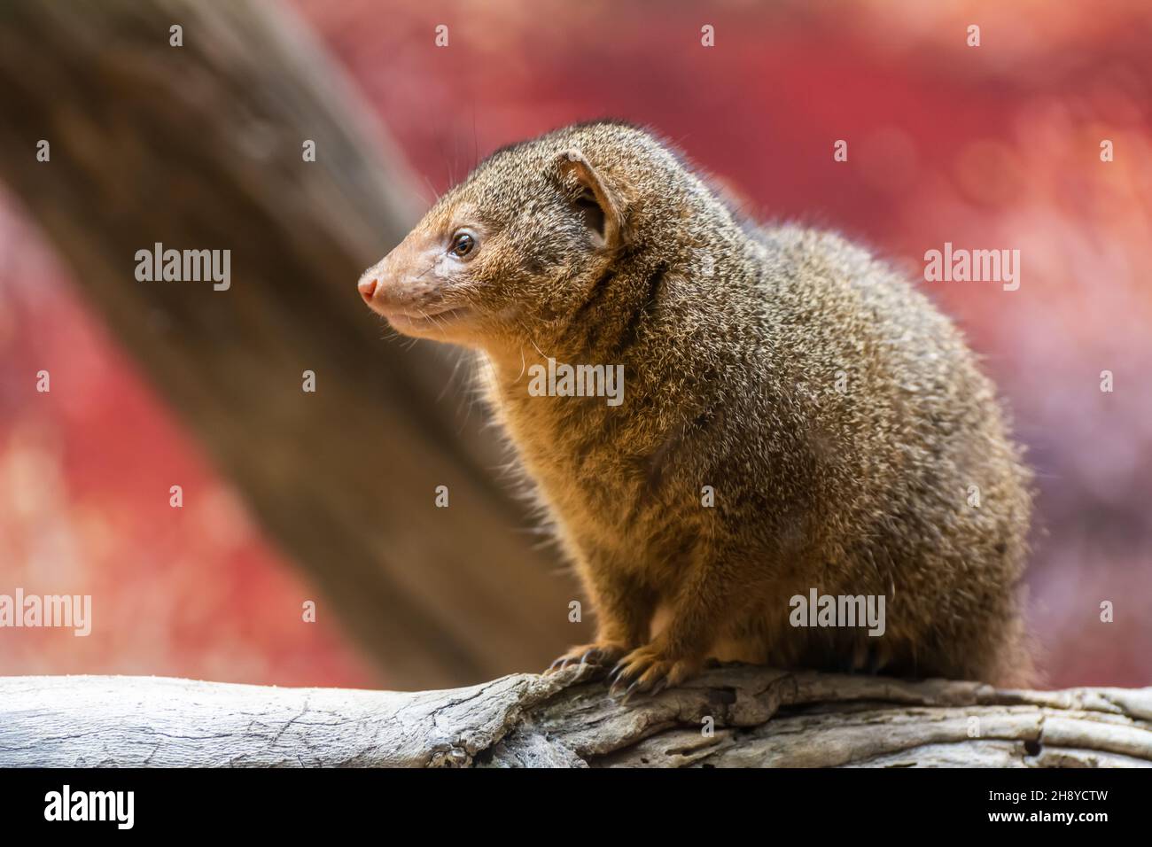 Common Dwarf Mongoose (Helogale parvula), a small animal native to ...