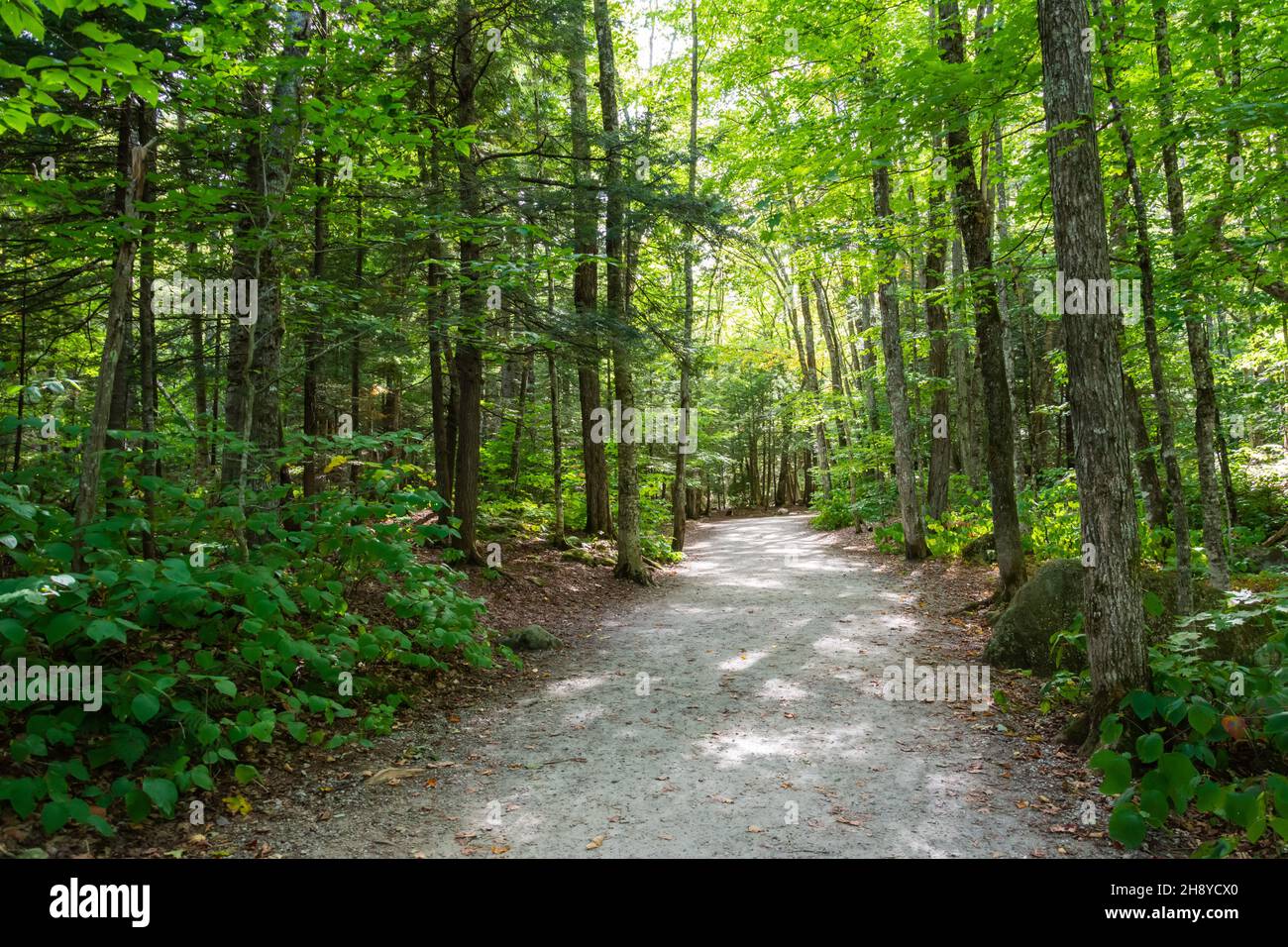Footpath of Sabbaday Brook Trail in the White Mountain National Forest ...