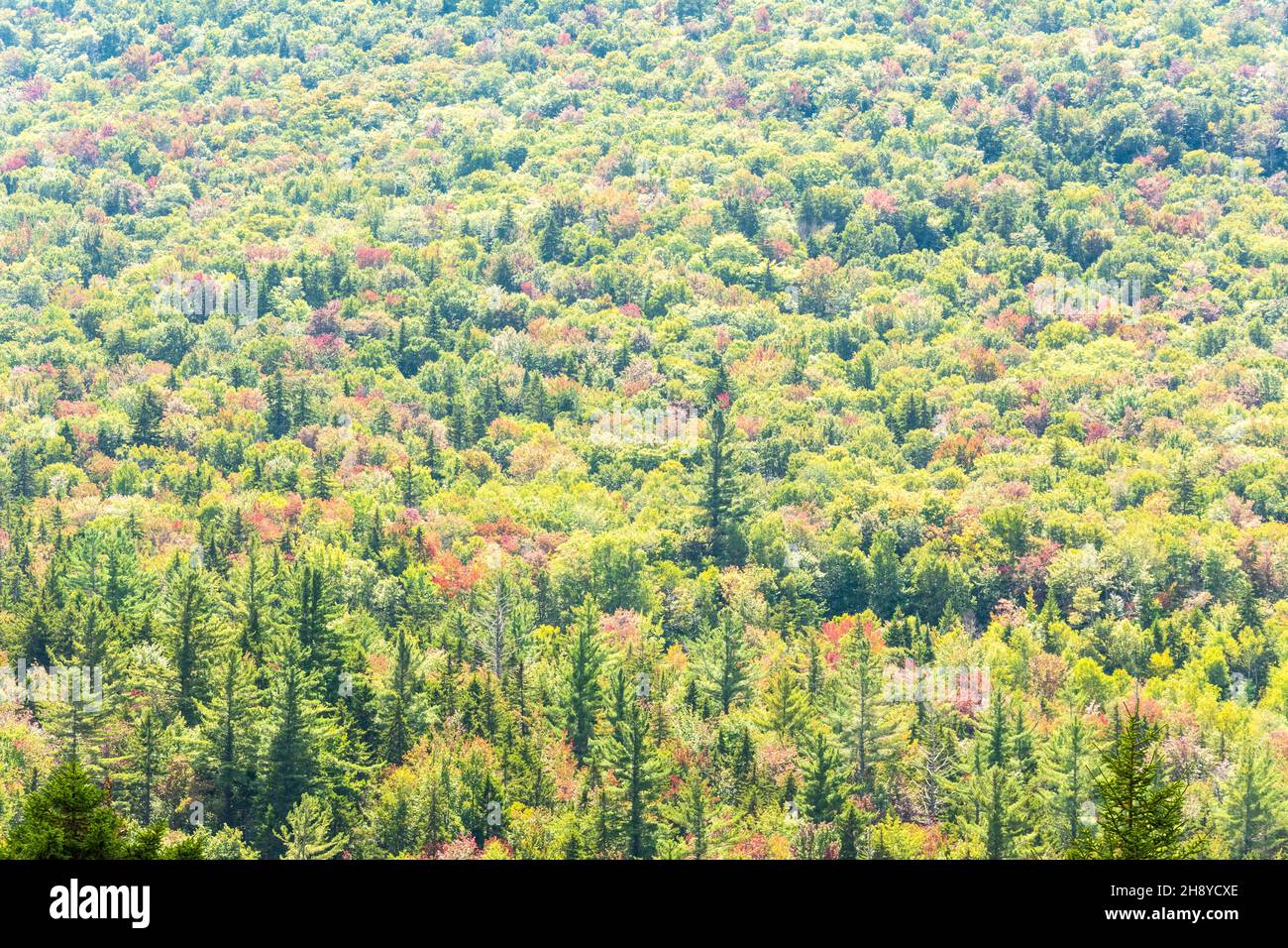 Trees of White Mountain National Forest in New Hampshire, USA, in ...