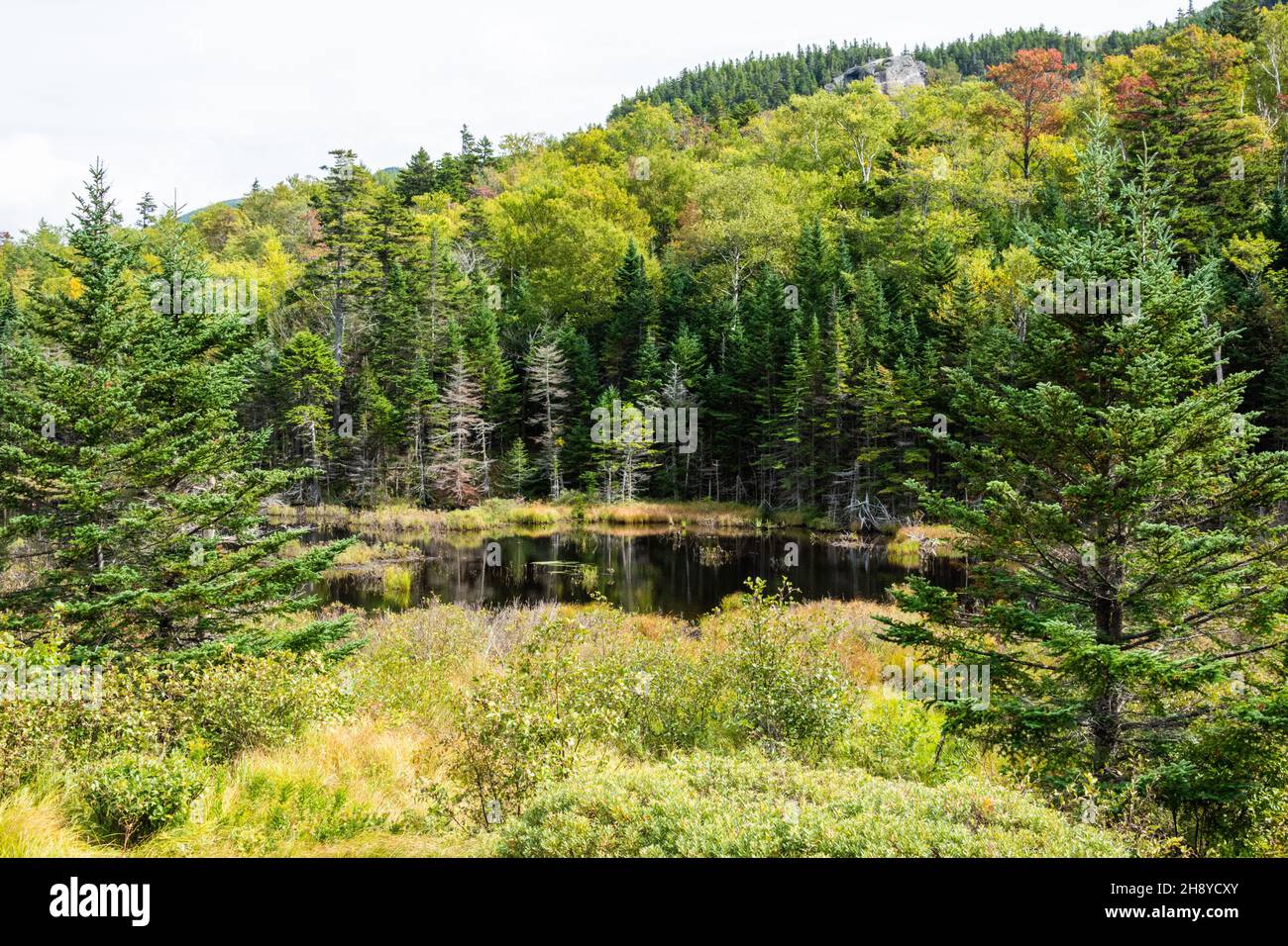 Forest landscape along the Mount Washington Auto Road leading to the ...
